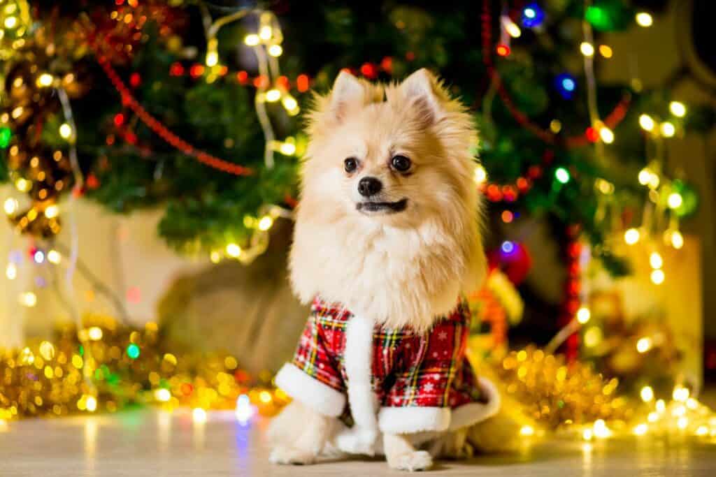 Christmas Dog Roundup: Pups Living Their Best Lives • FamilyApp