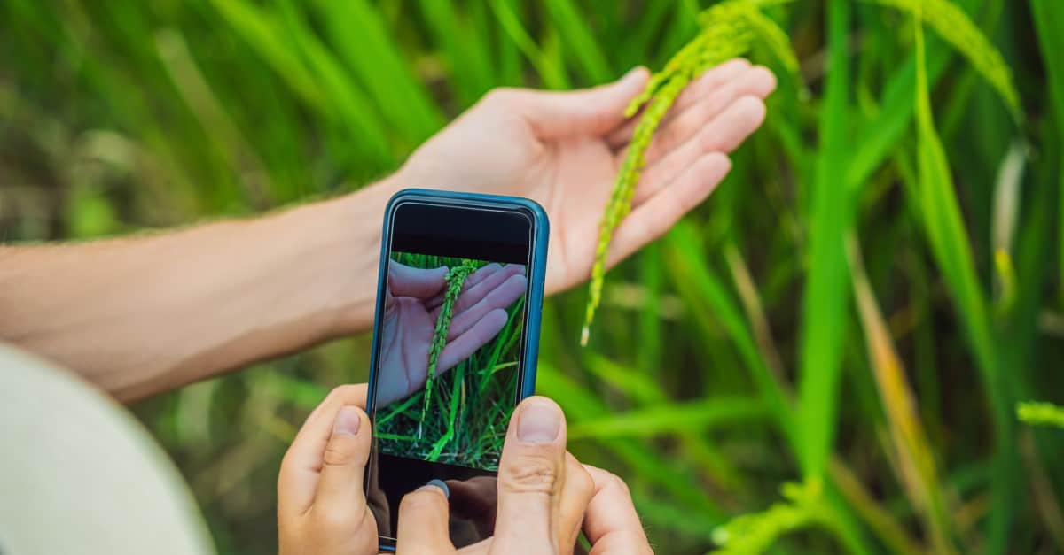 The 10 Best Plant Identification Apps FamilyApp