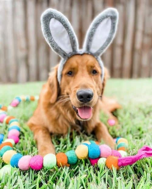 20 Incredibly Cute Easter Dogs To Brighten Your Day • FamilyApp