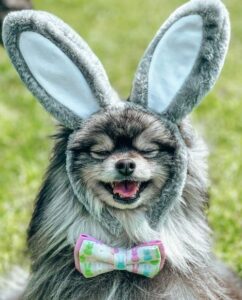 20 Incredibly Cute Easter Dogs To Brighten Your Day • FamilyApp