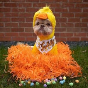 20 Incredibly Cute Easter Dogs To Brighten Your Day • FamilyApp