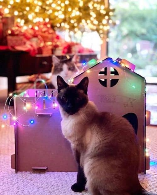Meowy Christmas: 15 Of Our Favorite Christmas Cats • FamilyApp