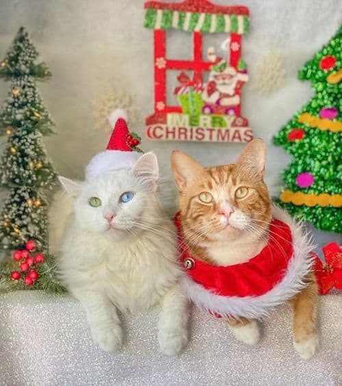 Meowy Christmas: 15 Of Our Favorite Christmas Cats • FamilyApp